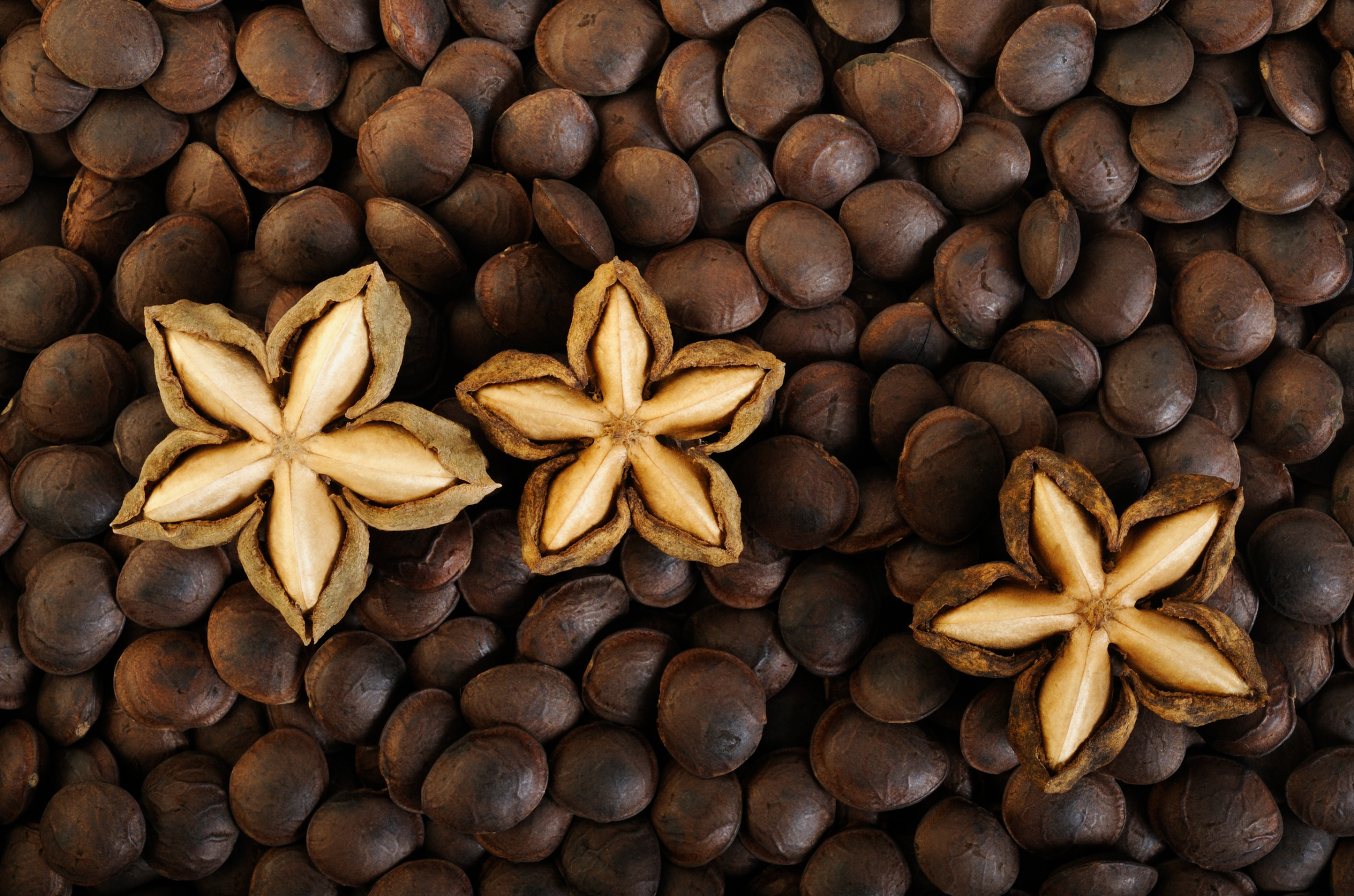 Super Benefits of a Superstar Seed – Terra Powders